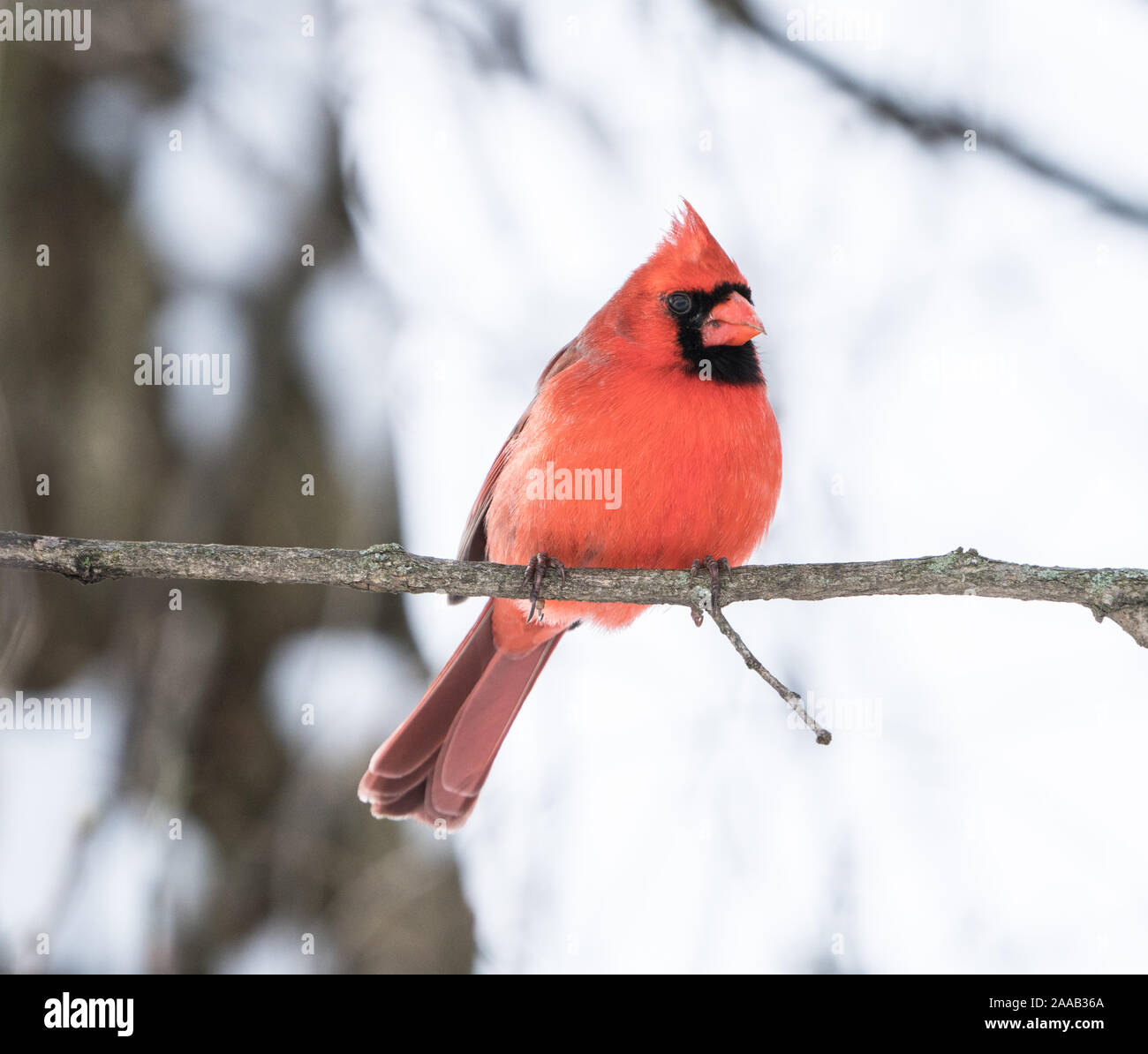 Male northern cardinal hi-res stock photography and images - Alamy
