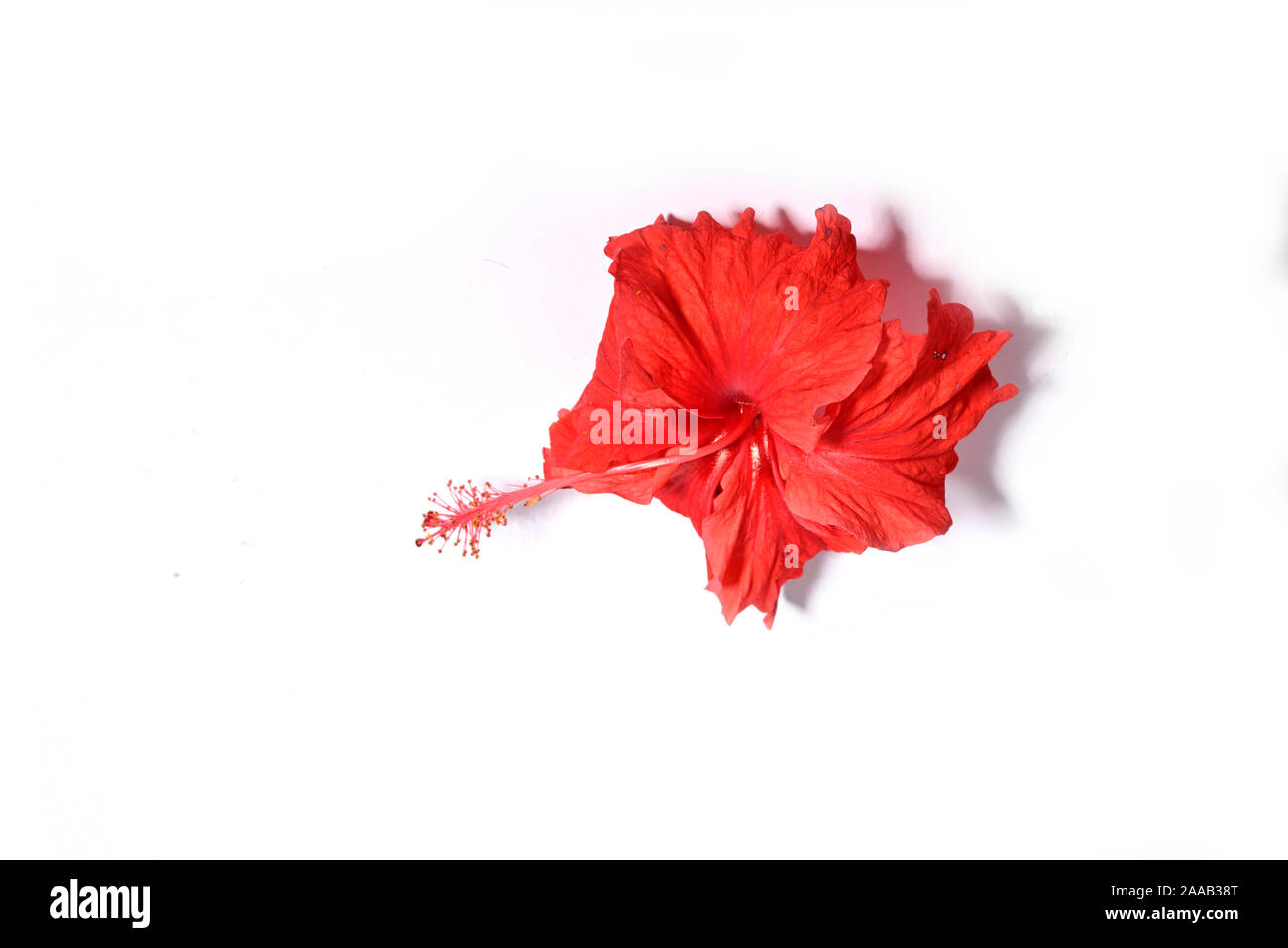 Close-up of red hibiscus flower isolated on white background Stock ...