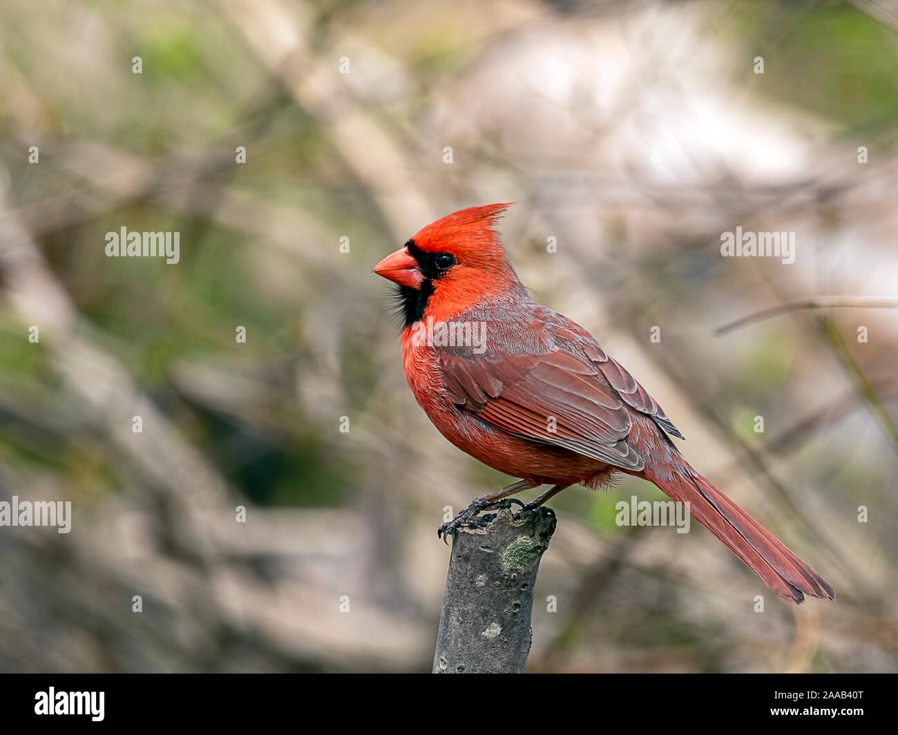 Orniuthology hi-res stock photography and images - Alamy