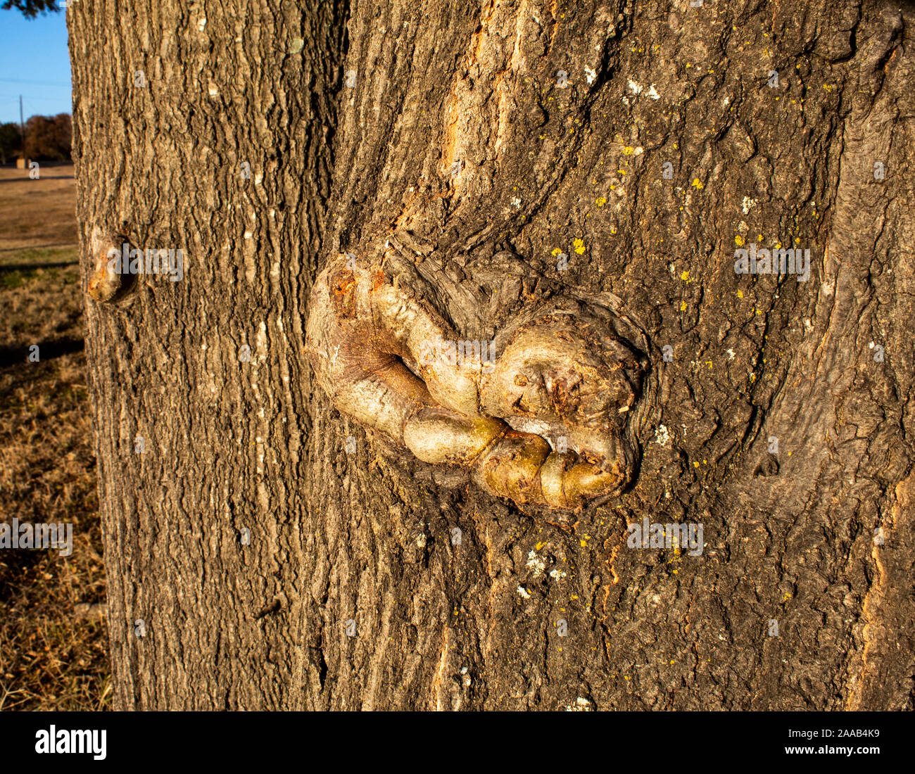 Healing Elm Tree from damage done by limb removal Stock Photo - Alamy
