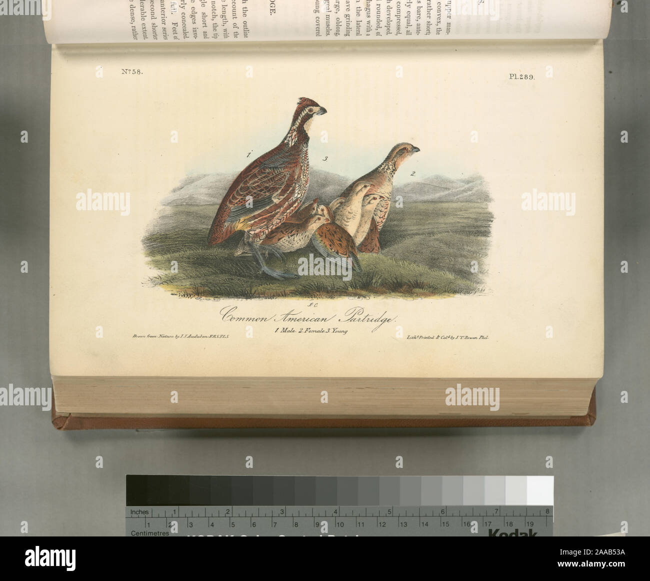 Ortix virginiana; Common American Partridge. 1. Male. 2. Female. 3 ...