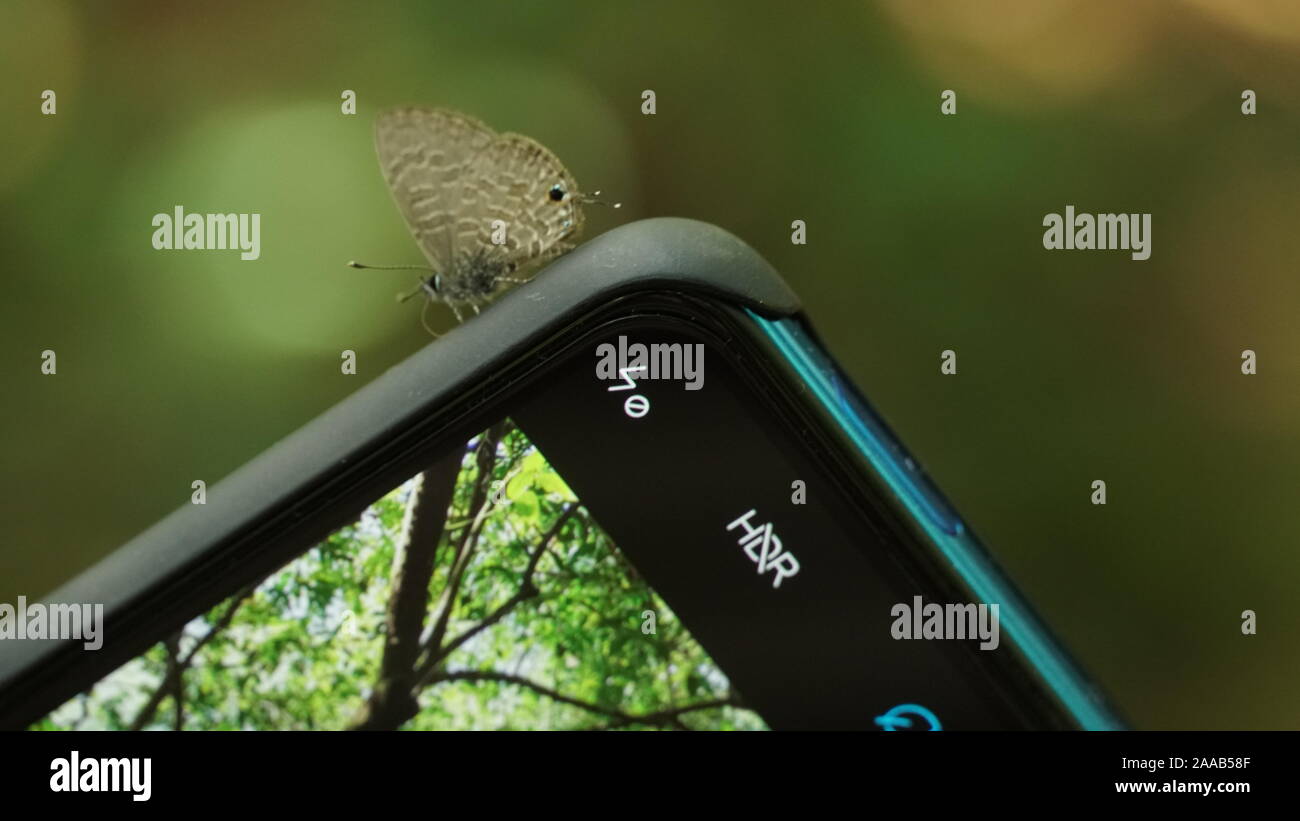 Smart butterfly hi-res stock photography and images - Alamy