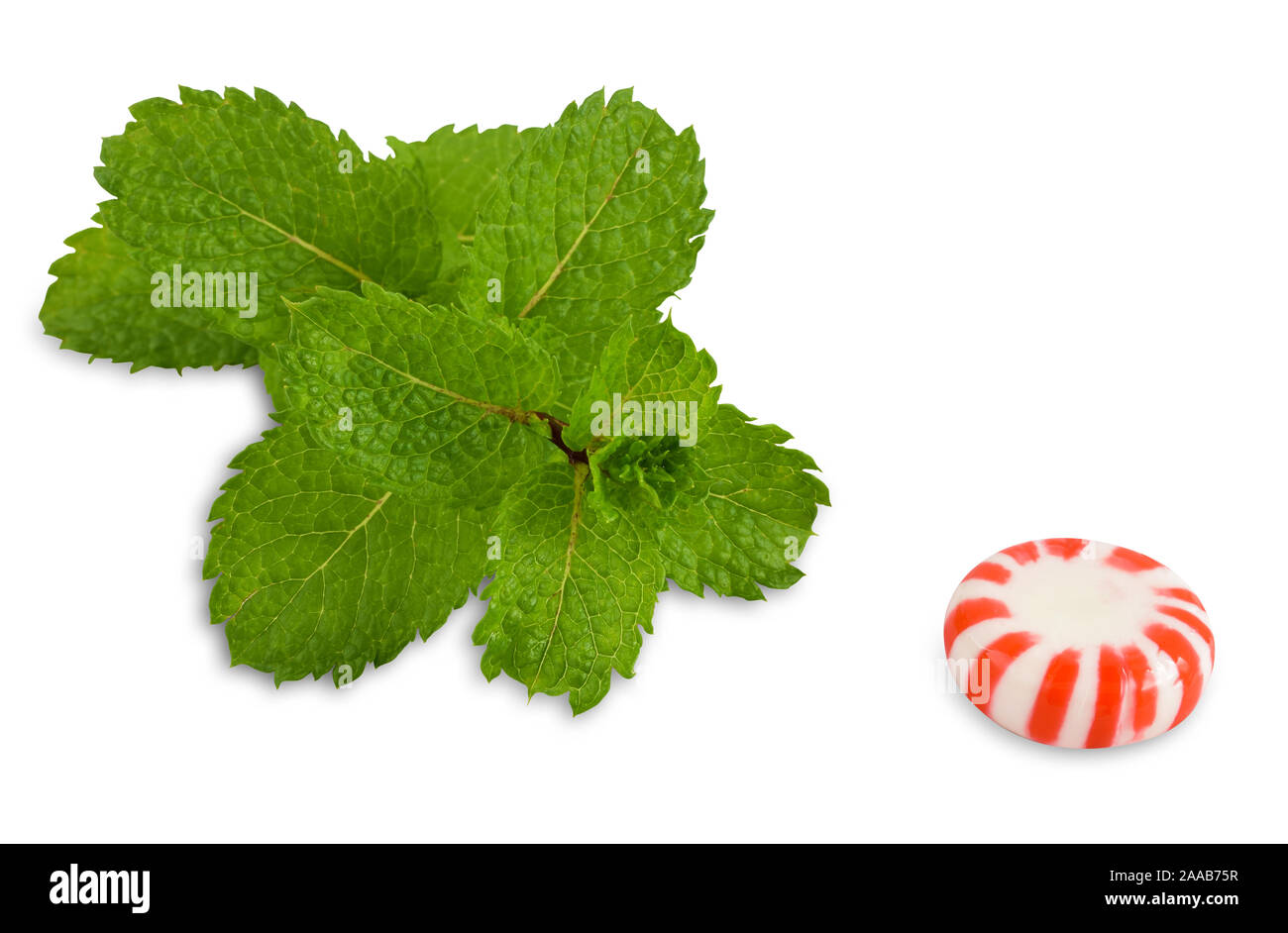 Peppermint Leaves fresh from the garden and a red and white mint ...