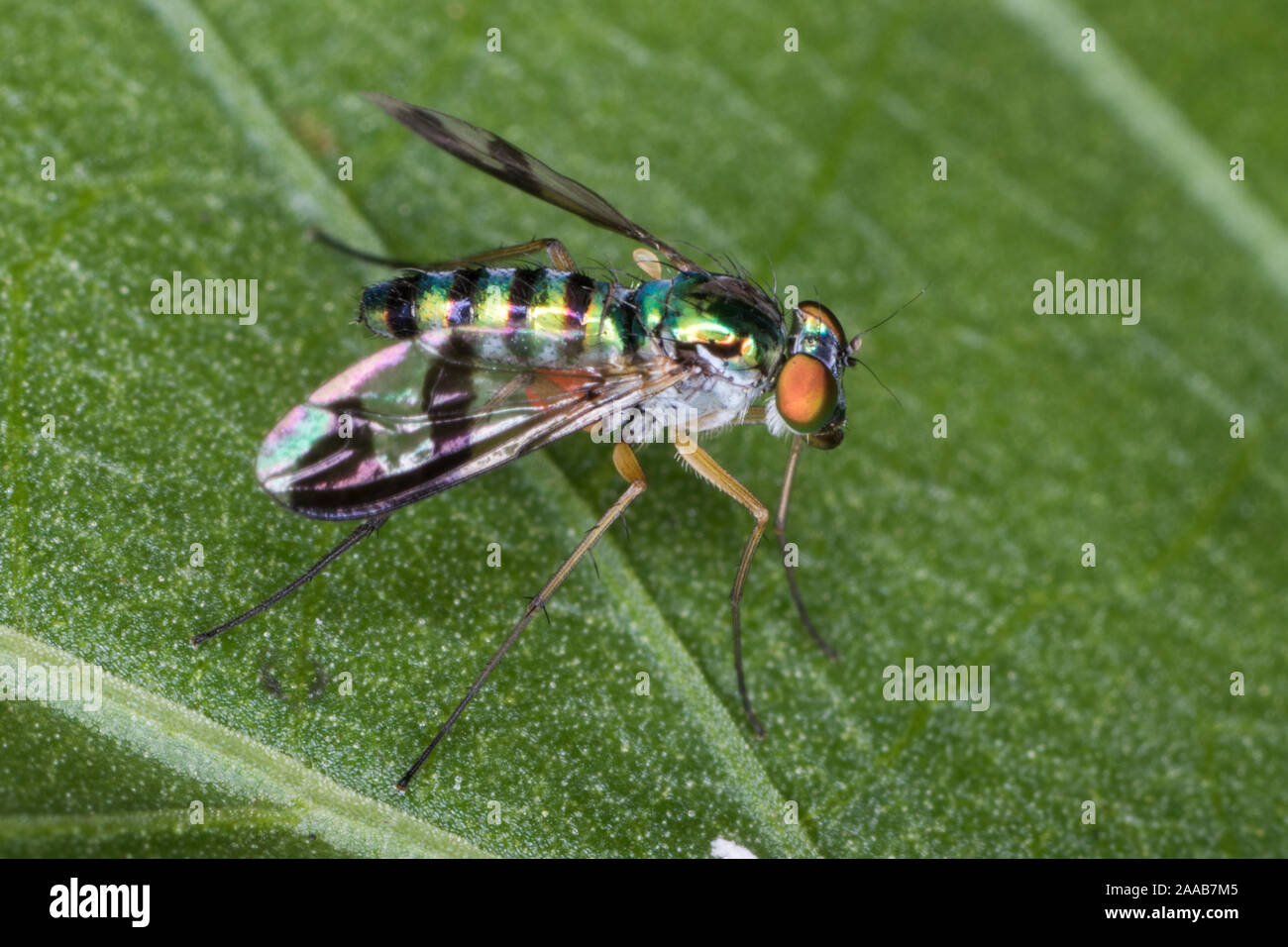Long legged fly hi-res stock photography and images - Alamy