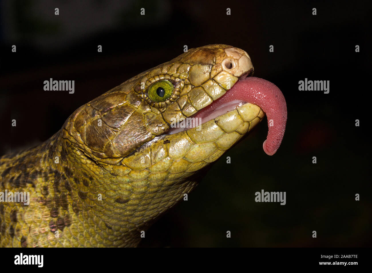 Largest skink hi-res stock photography and images - Alamy