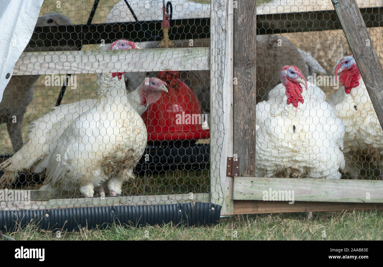 Poultry turkey turkeys pen hi-res stock photography and images - Alamy
