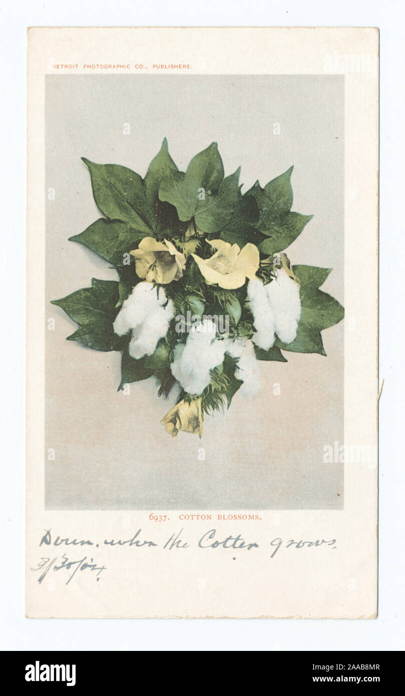 1902-1903. Transitioned to full-size illustration, when postal ...