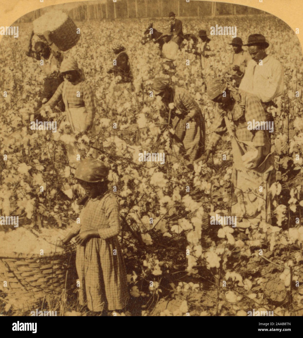 Cotton is king - A plantation scene, Georgia.; Cotton is king - A ...