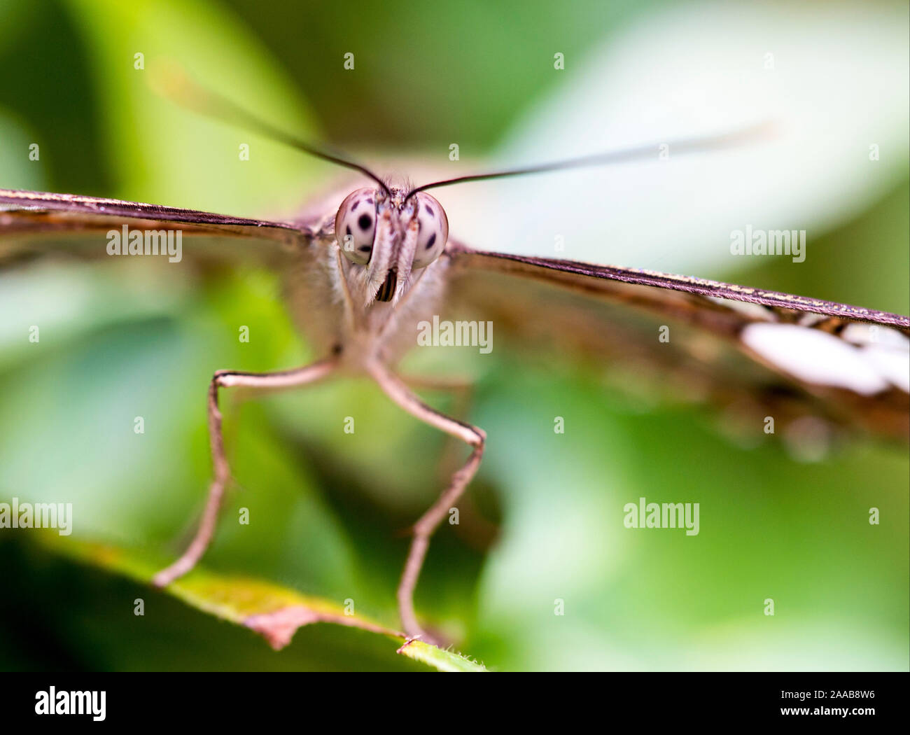 Butterfly front view Stock Photo - Alamy