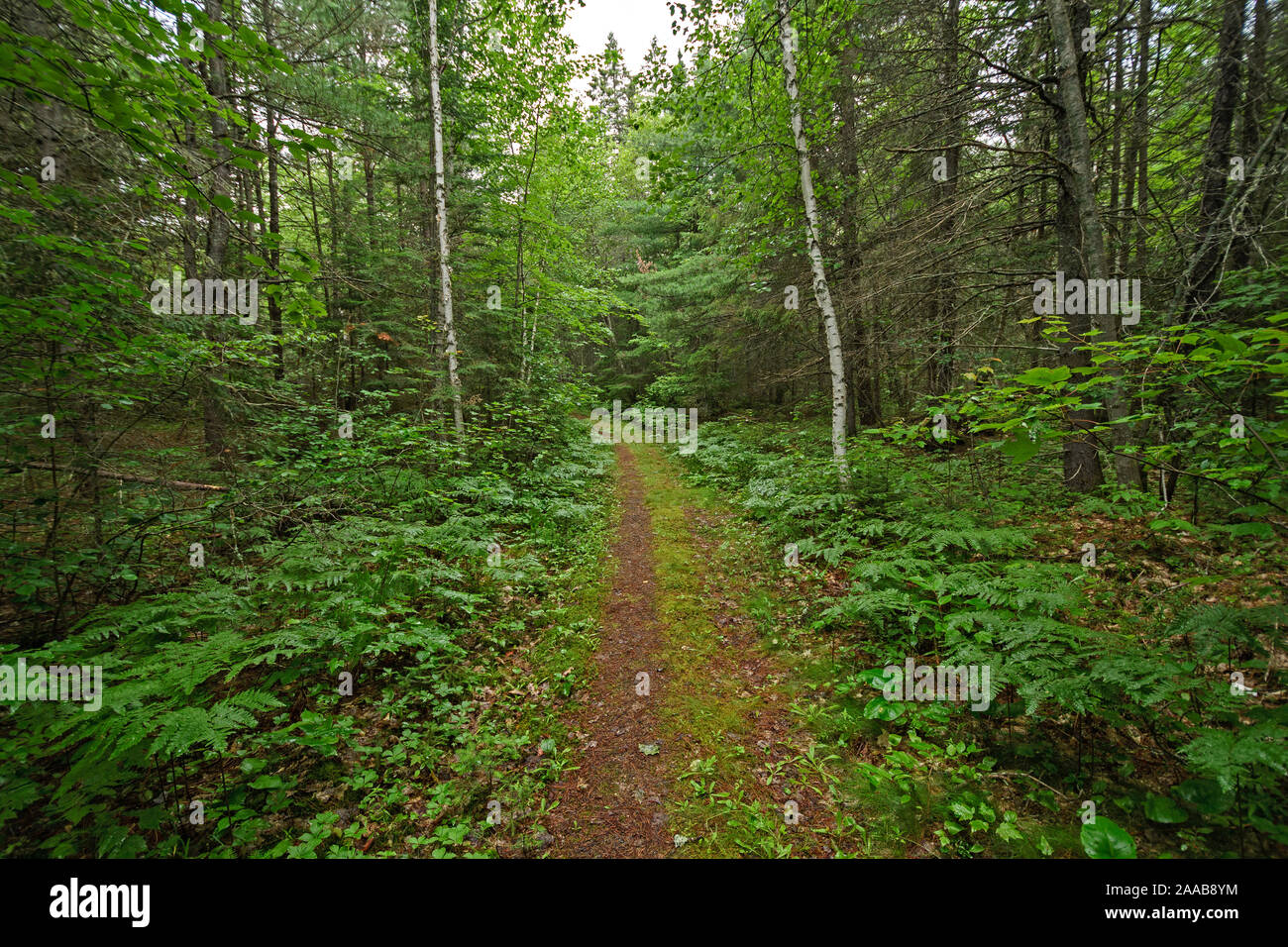 Quiet Path in a Sylvan Landscape in Chutes Provincial Park in Ontario ...