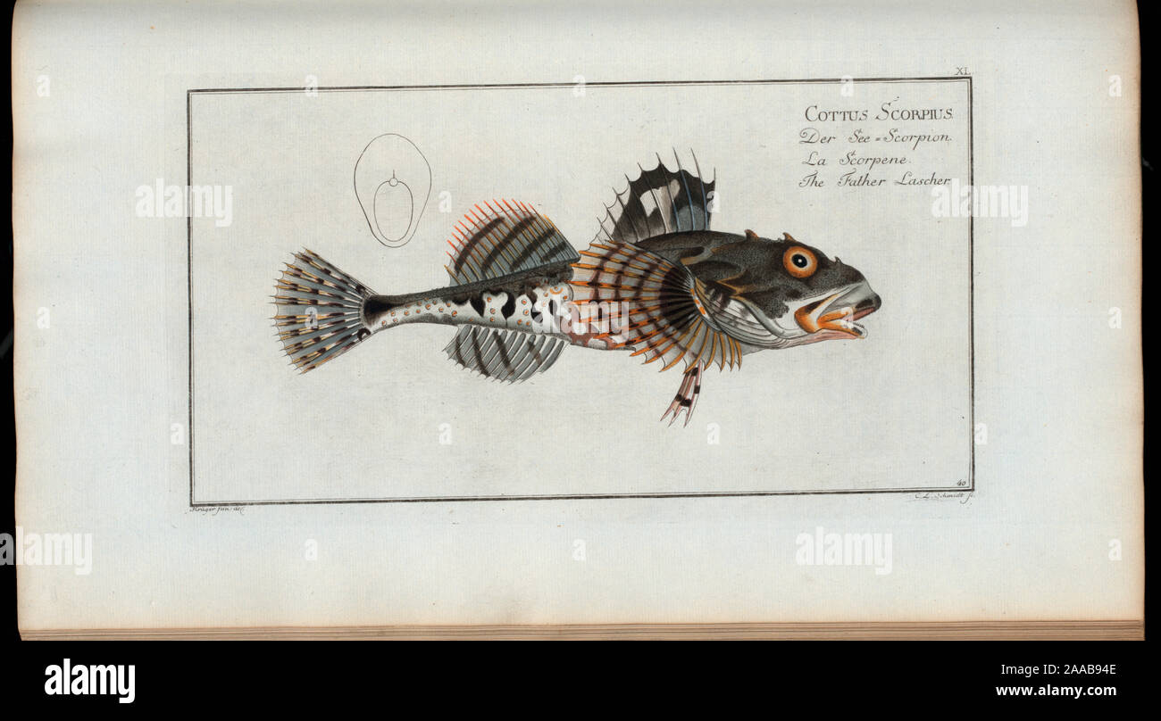 Gross, 1994, #120; Cottus Scorpius, The Father Lascher Stock Photo - Alamy