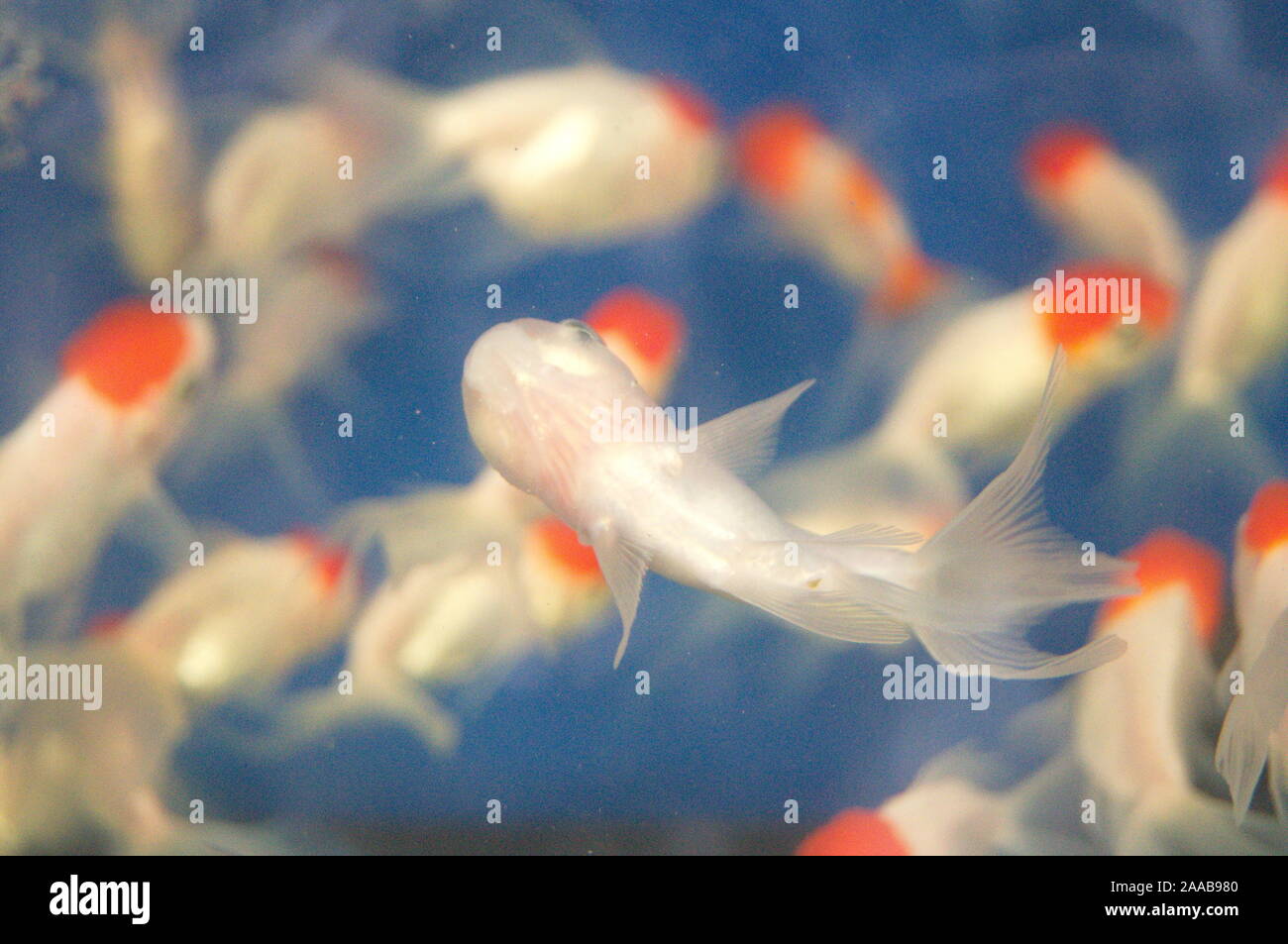 Aquarium fish, very cute fish Stock Photo - Alamy