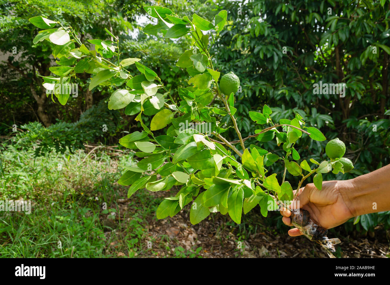 Young limes trees hi-res stock photography and images - Alamy