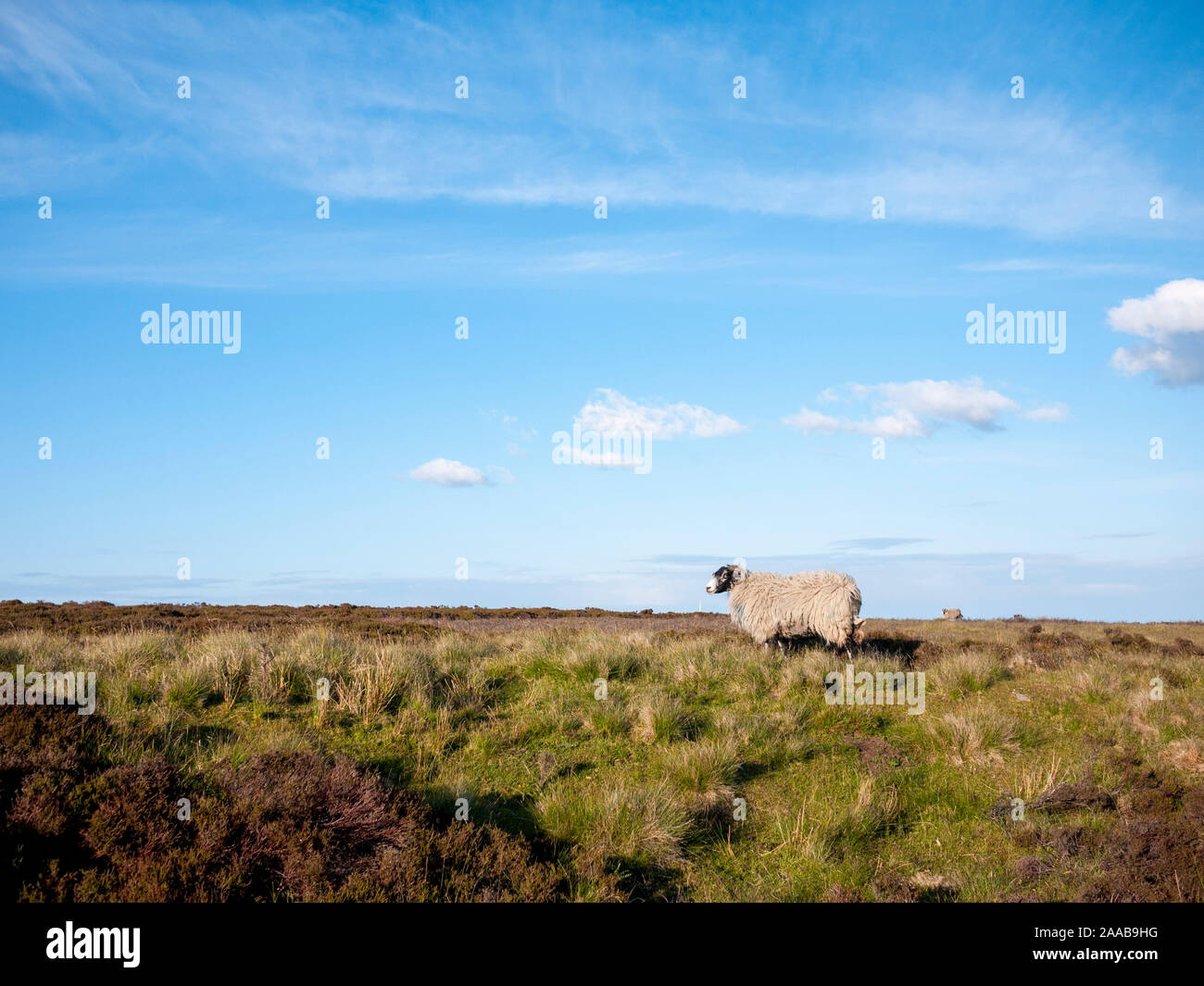 Lone sheep in a field Stock Photo - Alamy