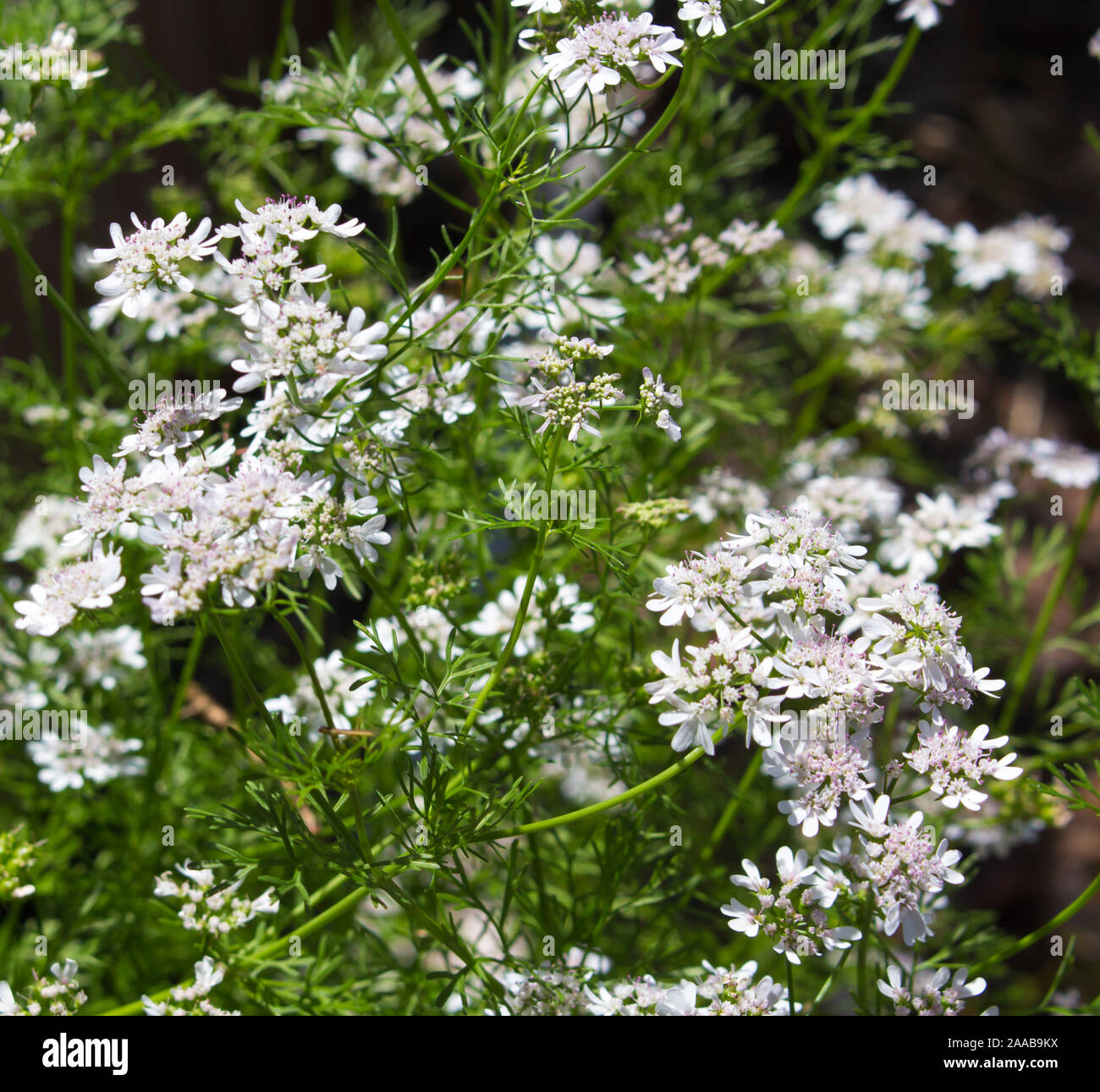 Dainty circular flowers of Coriander sativum plant chinese parsley or ...