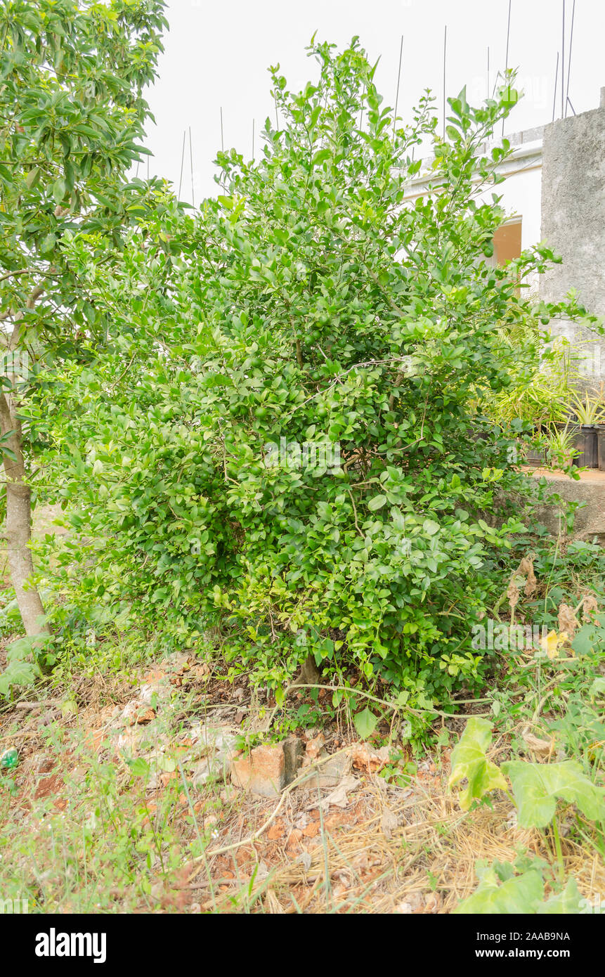 Medium size tree hi-res stock photography and images - Alamy