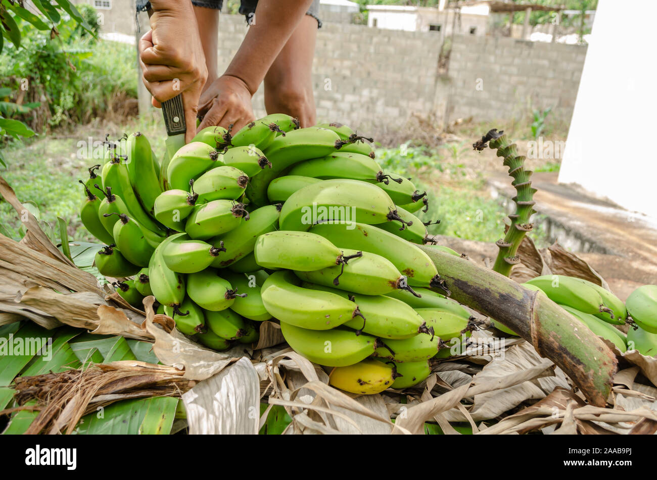 Banana Leaf Stems Stock Photos & Banana Leaf Stems Stock Images - Alamy