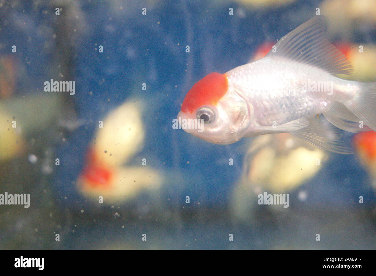 Aquarium fish, very cute fish Stock Photo - Alamy