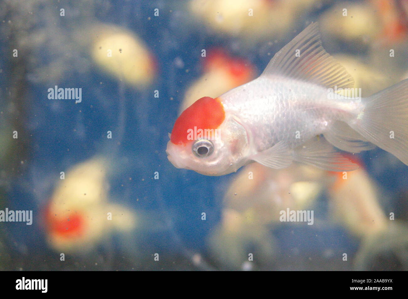 Aquarium fish, very cute fish Stock Photo - Alamy