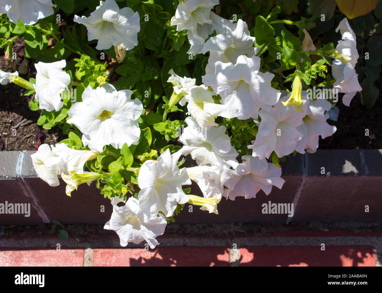 Cheerful single snow white flowers of annual petunias family Solanaceae ...