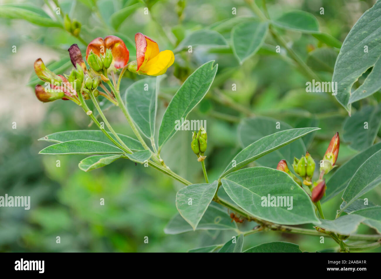 Togari bele hi-res stock photography and images - Alamy