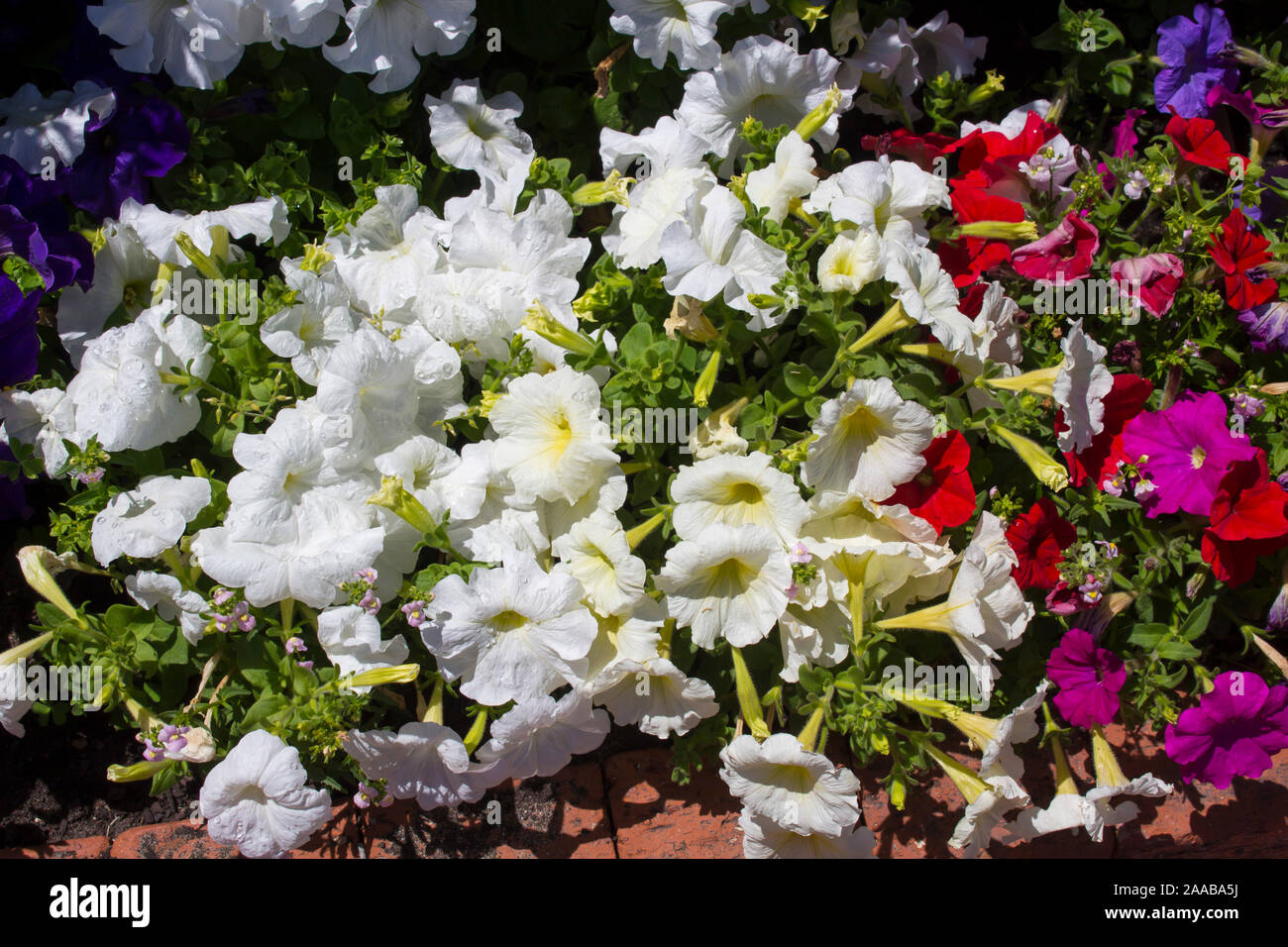 Cheerful single snow white flowers of annual petunias family Solanaceae ...