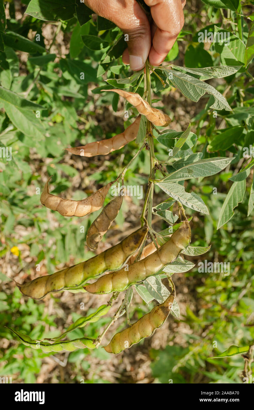 Suspended pod hi-res stock photography and images - Alamy