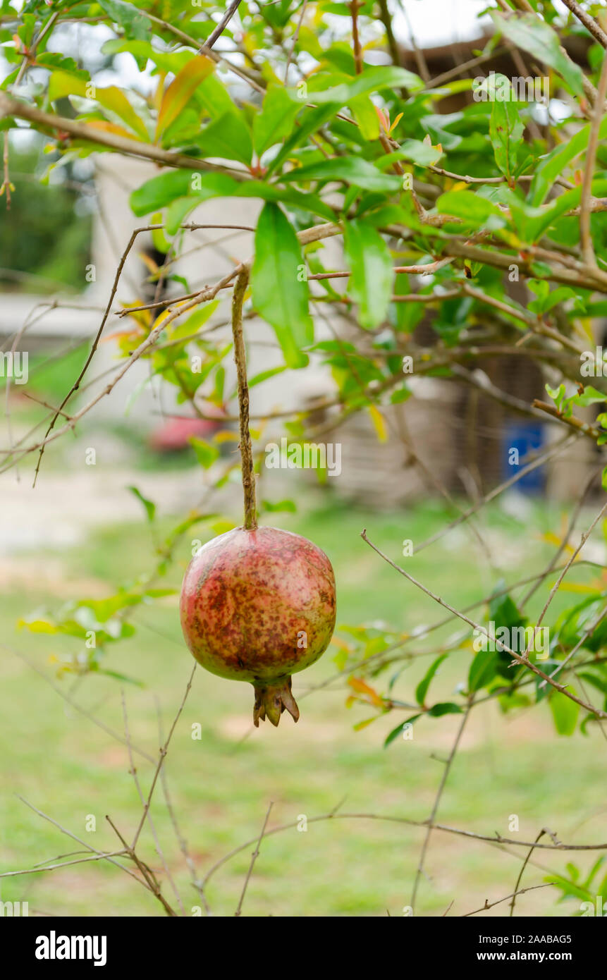 Pomegranate punica granatum plantae hi-res stock photography and images ...