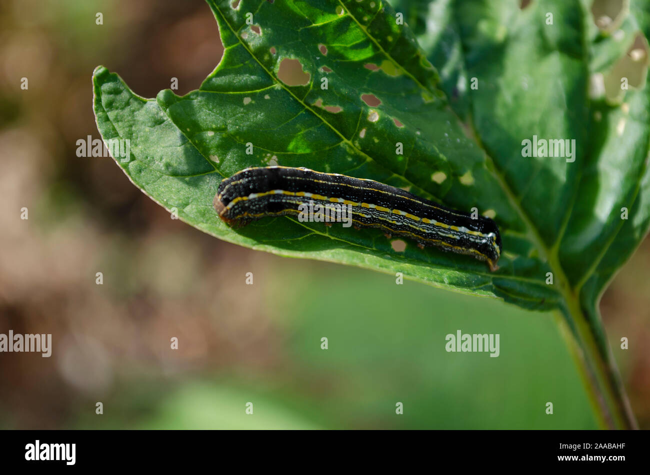 Butterfly Larva Eating Amaranth Leaf Stock Photo - Alamy