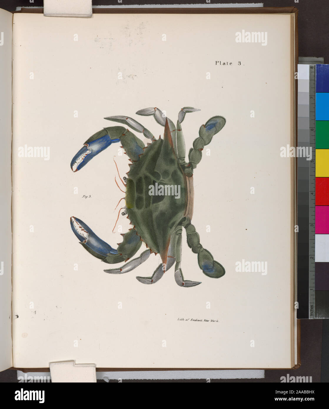 Crustacea 3. Lupa decanta.; Crustacea 3. Lupa decanta Stock Photo - Alamy