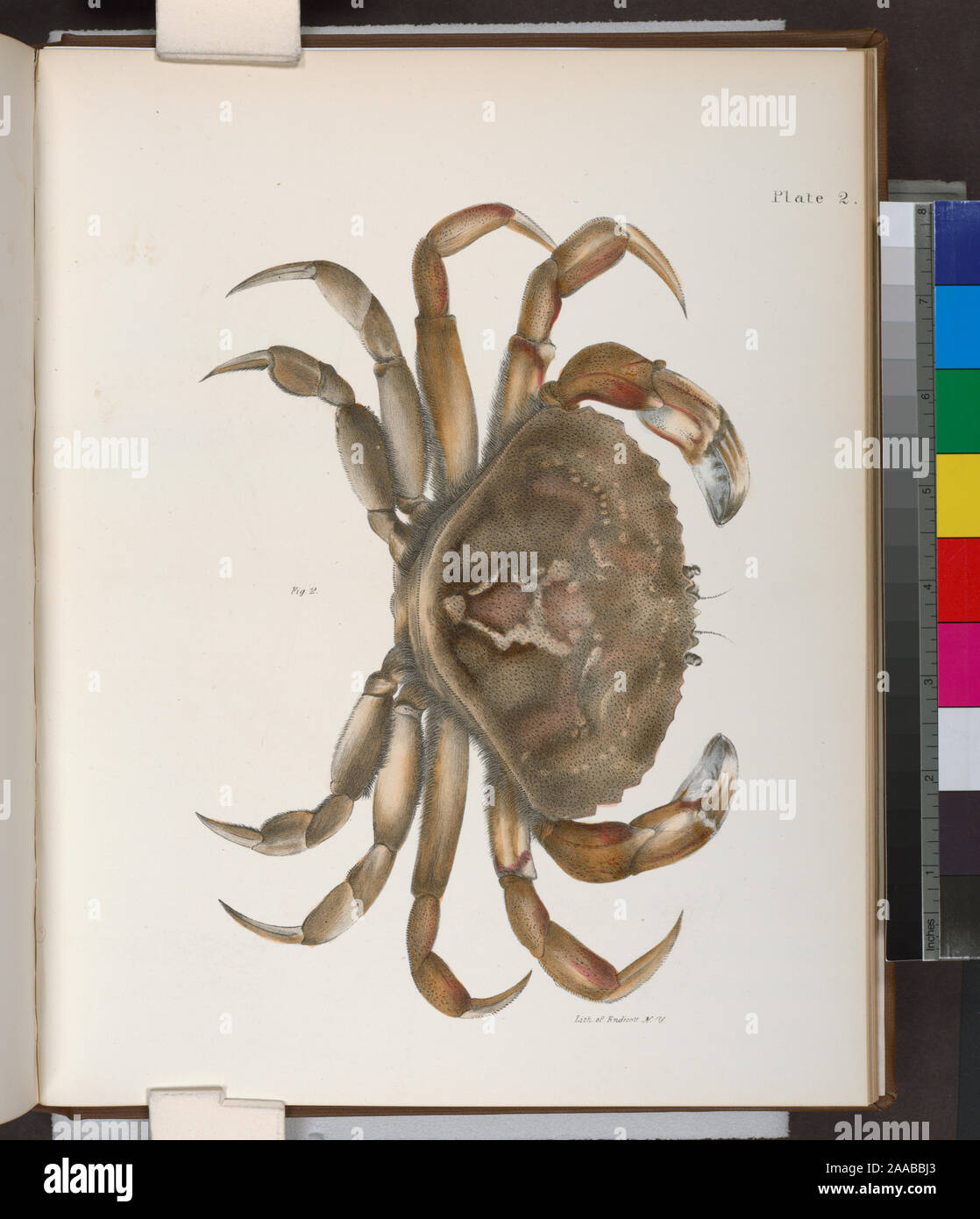 Crustacea 2. Platycarcinus irroratus.; Crustacea 2. Platycarcinus ...