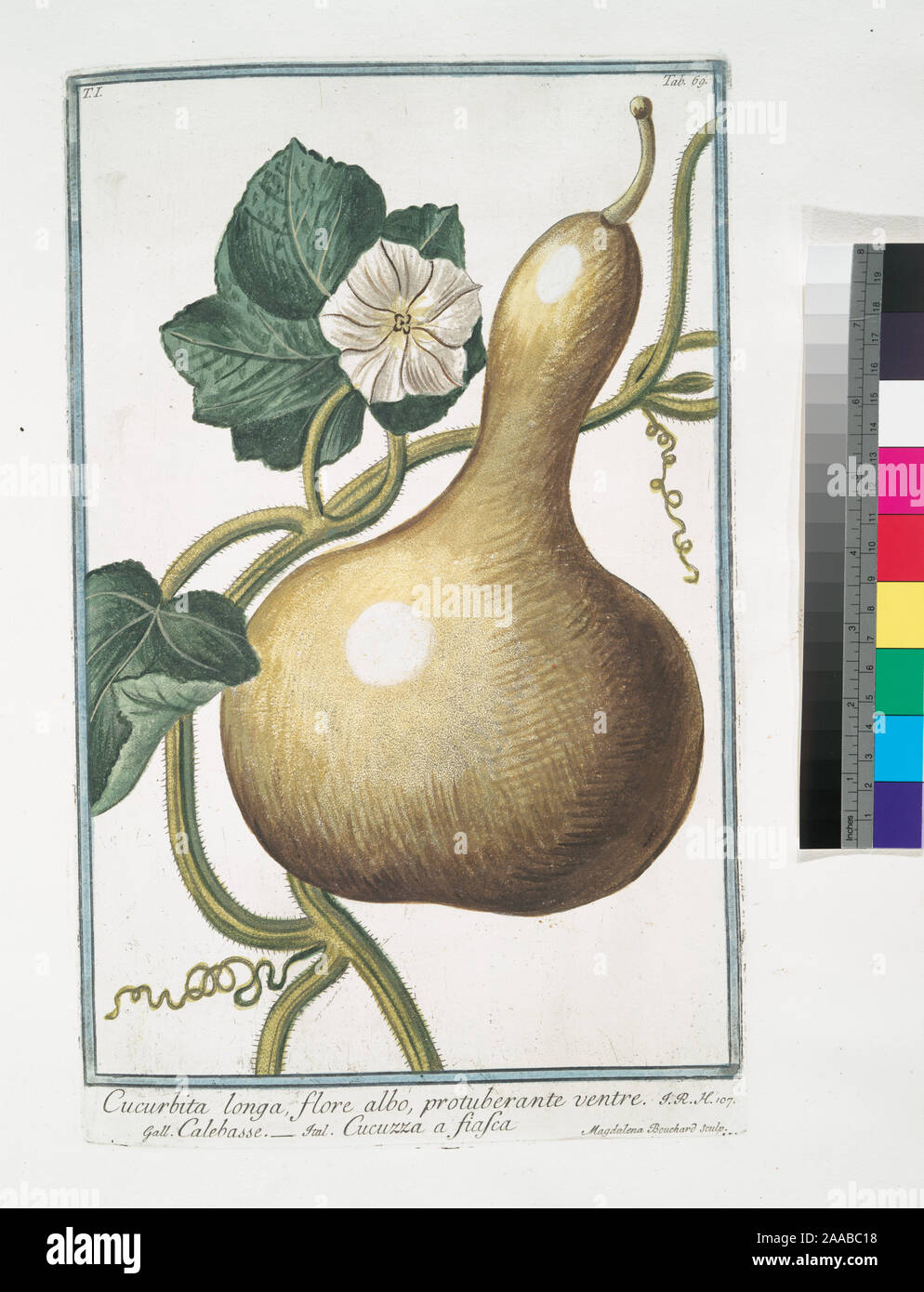 Protuberante hi-res stock photography and images - Alamy