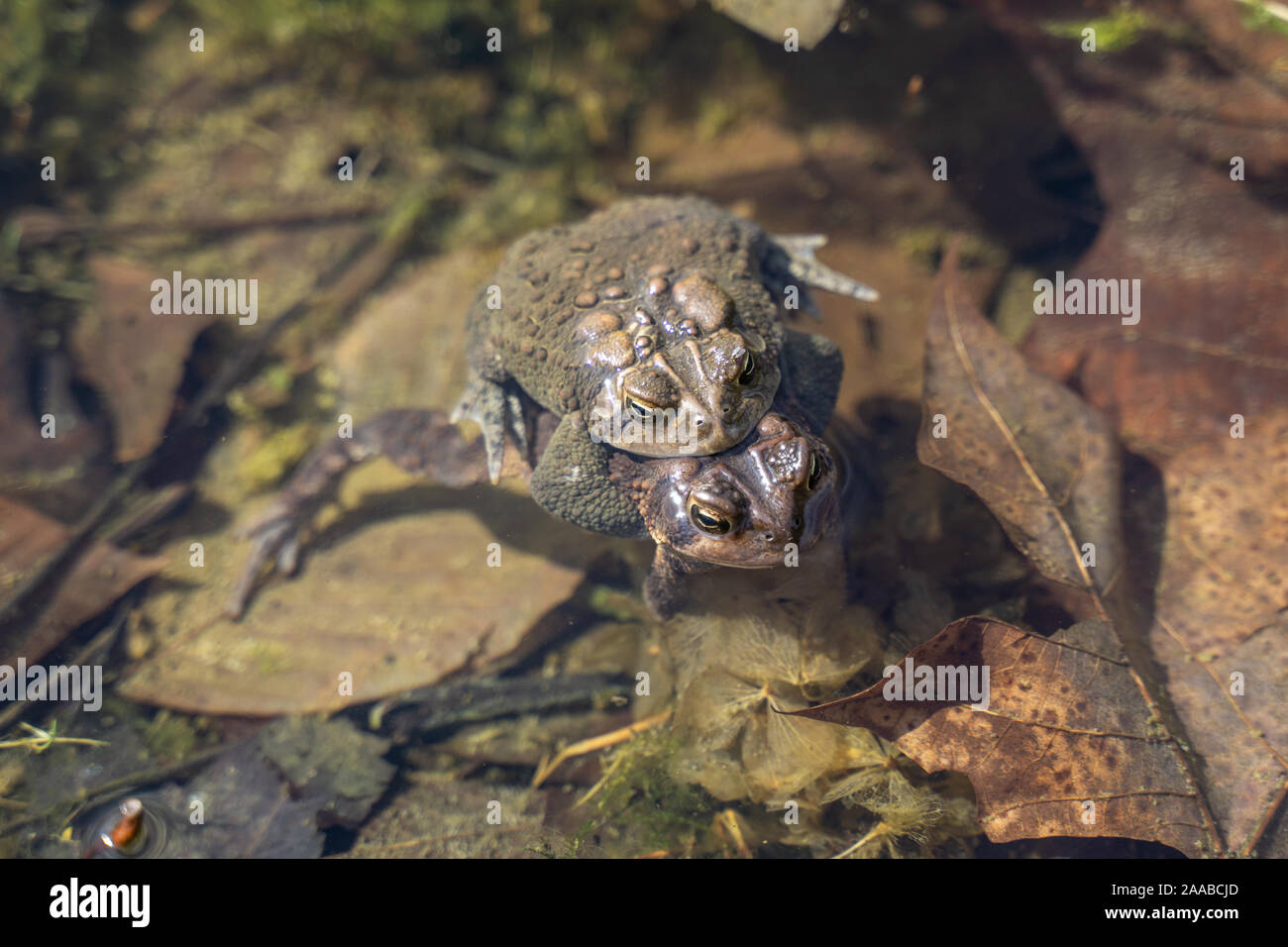 Toads mating in water hi-res stock photography and images - Alamy