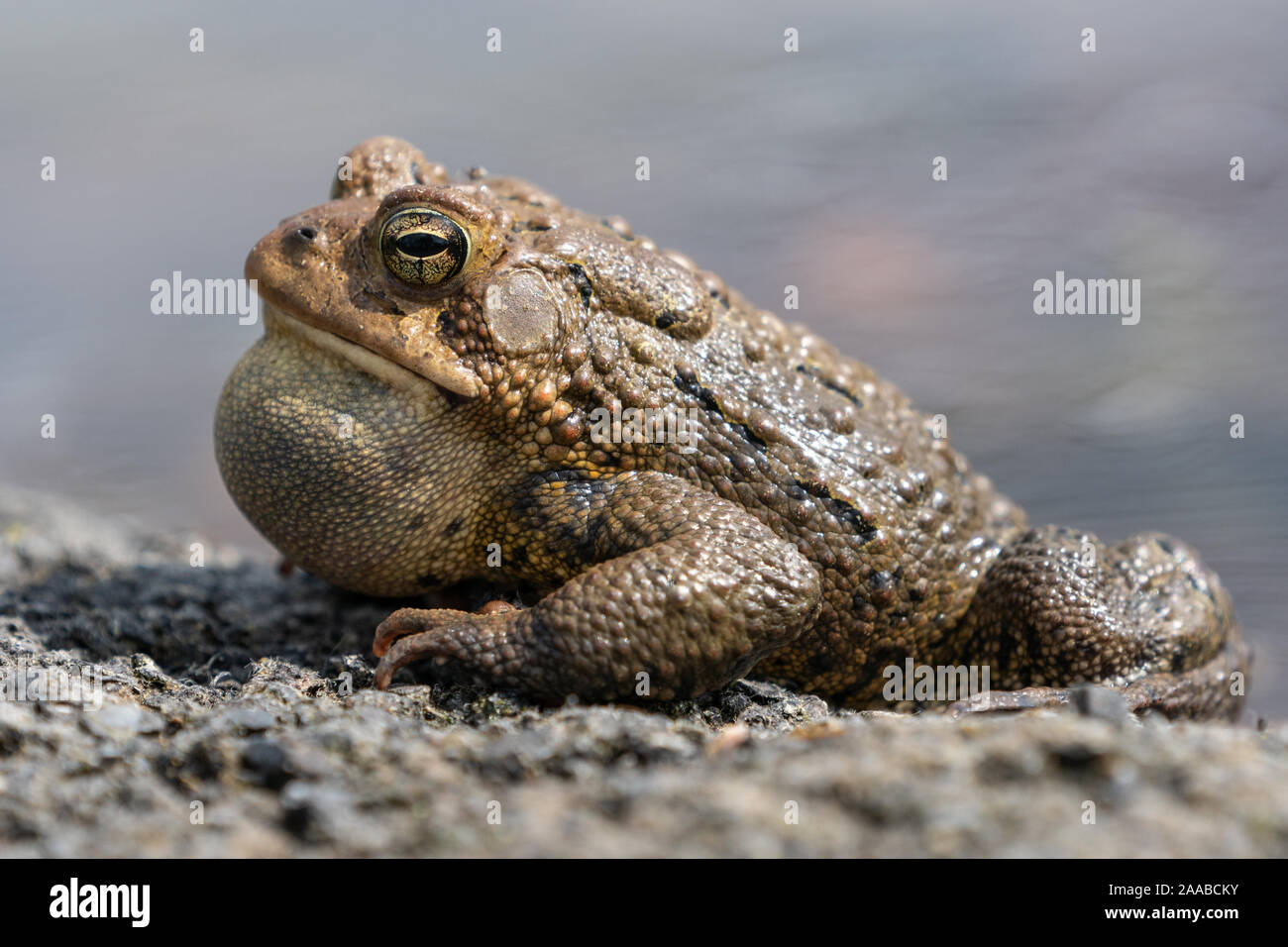 American toad hi-res stock photography and images - Alamy