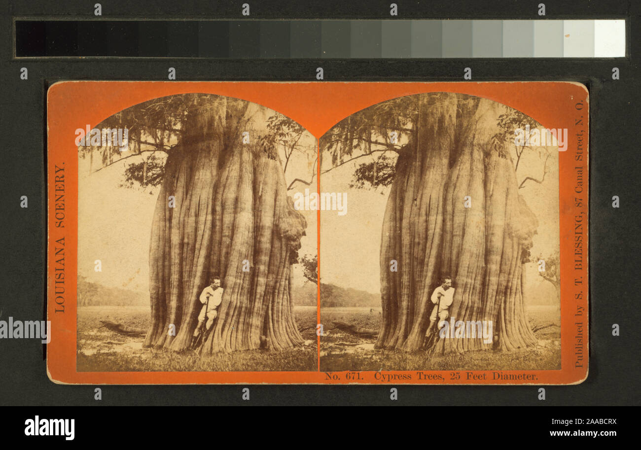 Cypress tree, 25 feet diameter.; Cypress tree, 25 feet diameter Stock ...