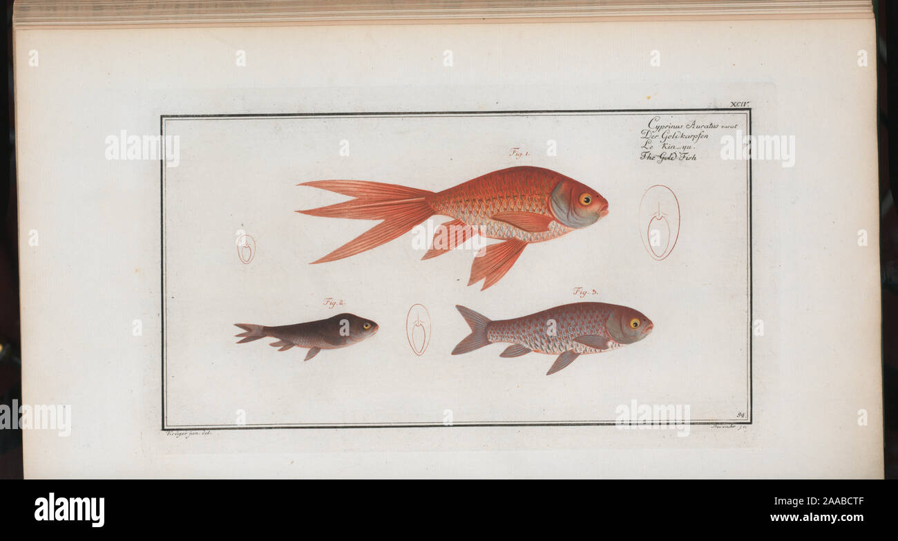 Cyprinus auratus goldfish hi-res stock photography and images - Alamy