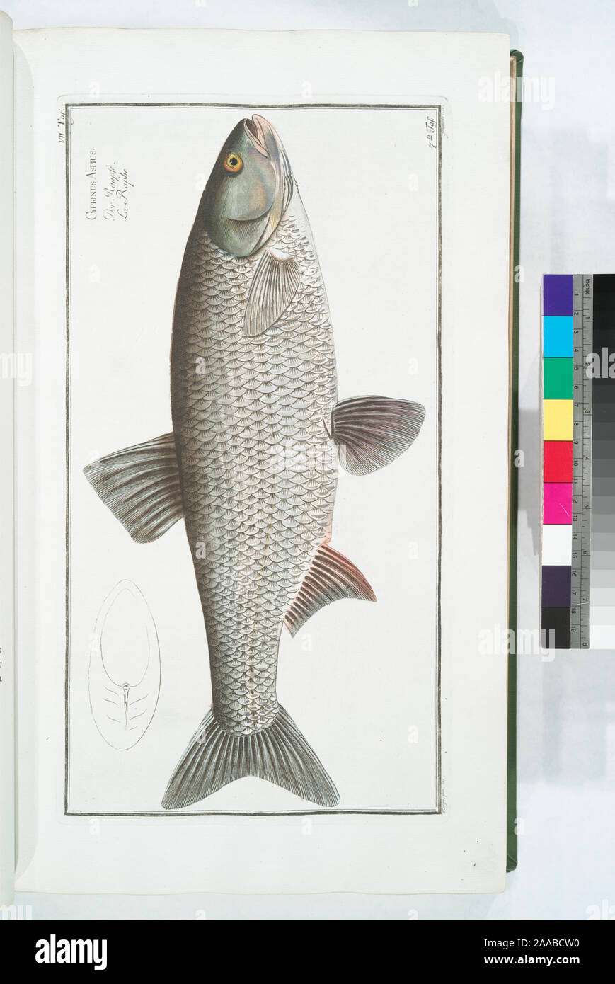 Aspius hi-res stock photography and images - Alamy