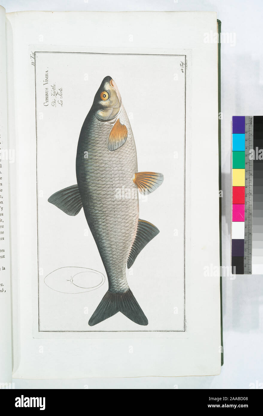 Vimba hi-res stock photography and images - Alamy