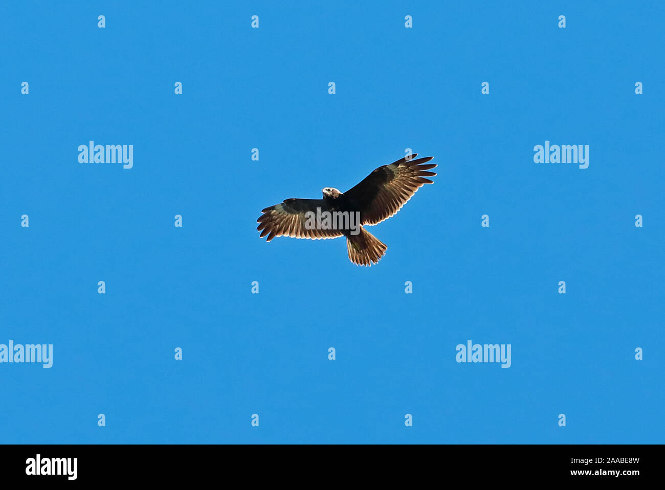 Pygmy Eagle (Hieraaetus weiskei) adult in flight Wapenamanda, Papua New ...