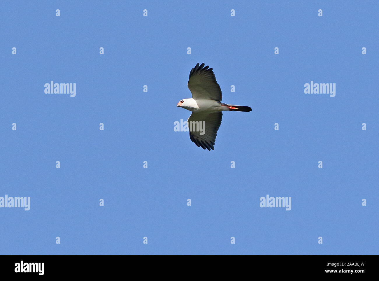 Grey-headed Goshawk (Accipiter poliocephalus) adult in flight Kiunga ...