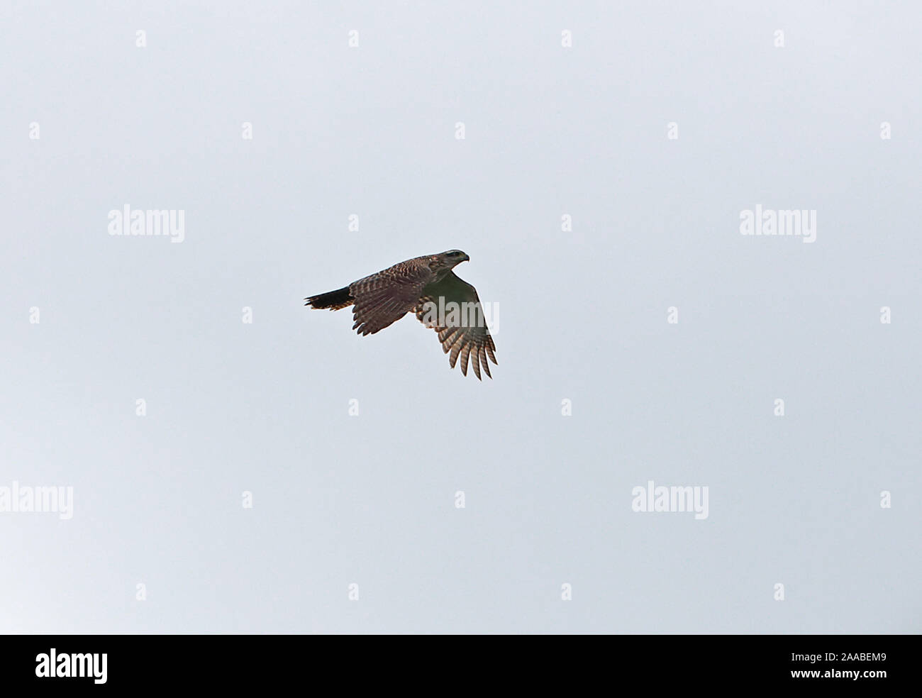 Doriae hi-res stock photography and images - Alamy