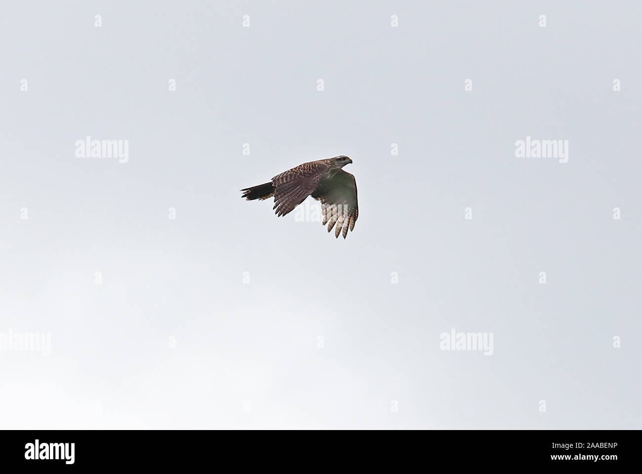 Fly river papua new guinea hi-res stock photography and images - Alamy