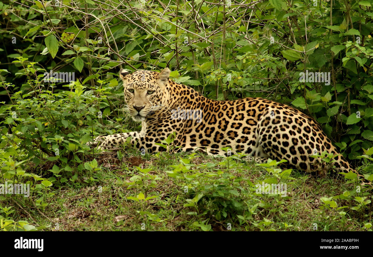 Black leopard tree hi-res stock photography and images - Alamy