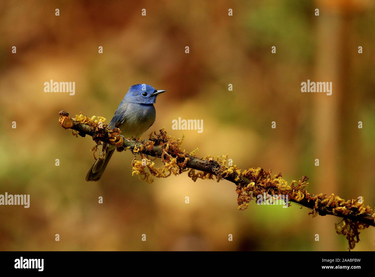 Male Black Naped Monarch Flycatcher, Hypothymis azurea , Ganeshgudi ...