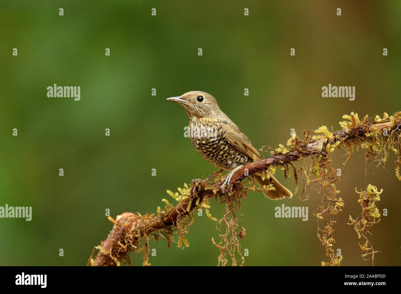 Blue capped rock thrush hi-res stock photography and images - Alamy