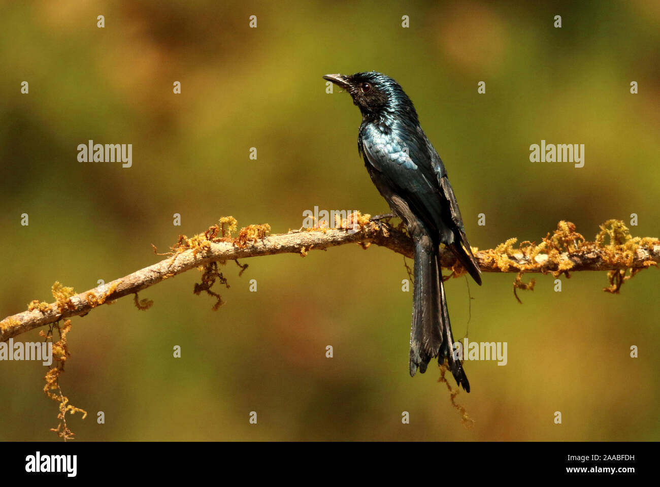 Bronzed Drongo, Dicrurus aeneus, Ganeshgudi, Karnataka, India Stock ...