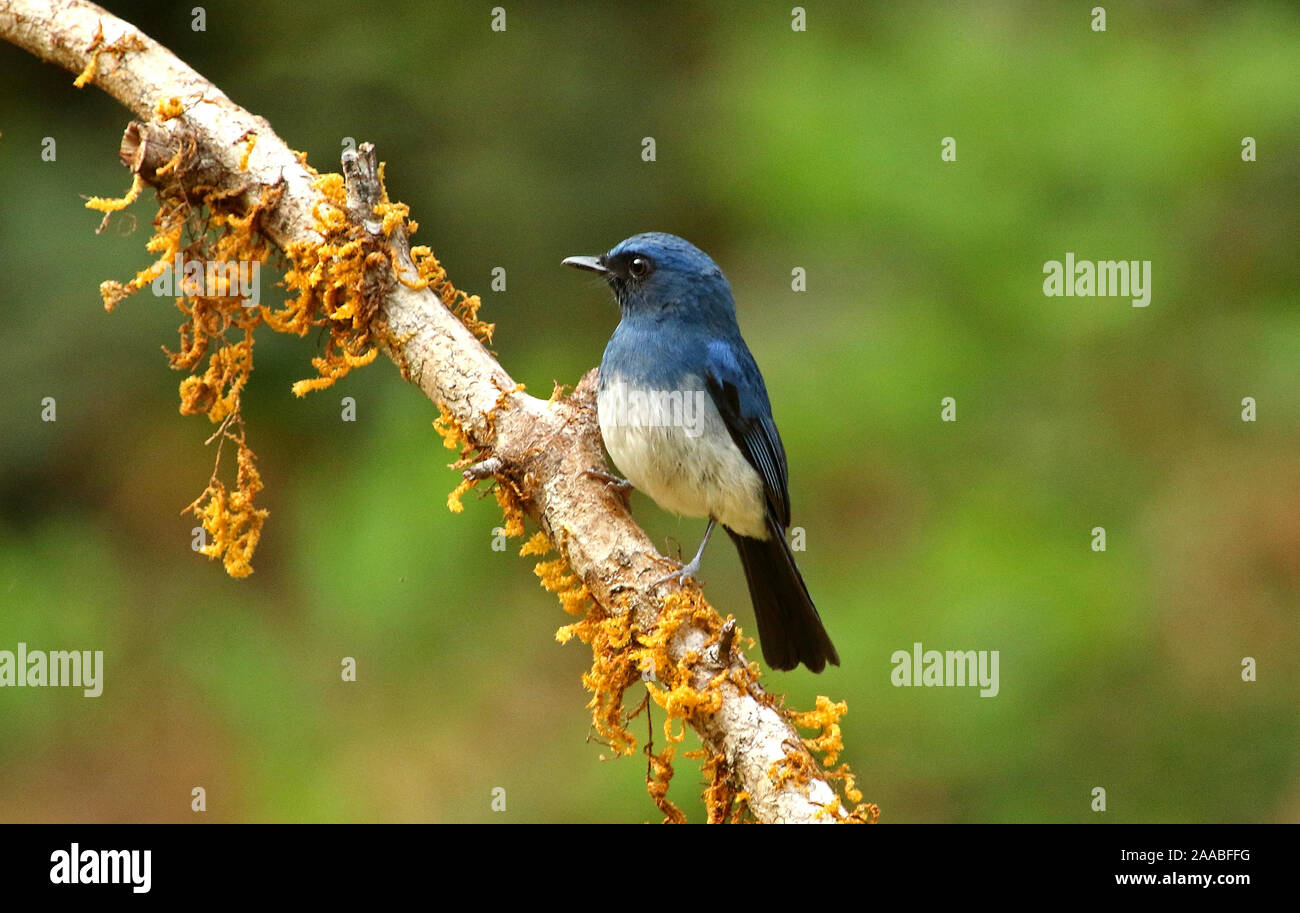 White Bellied Blue Flycatcher