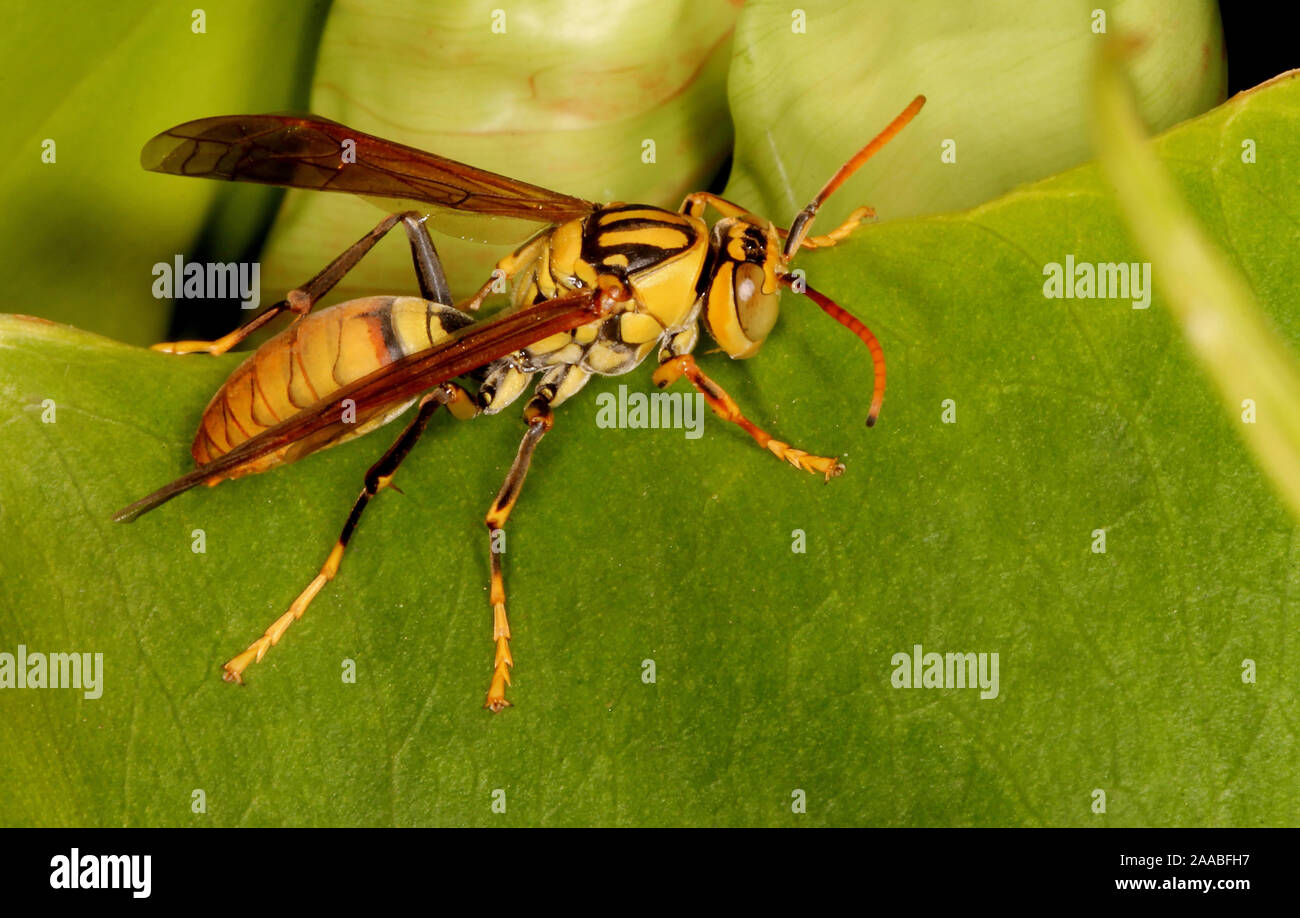 Potter Wasp, Vespidae Family, Karanji Lake, Mysore, India Stock Photo ...