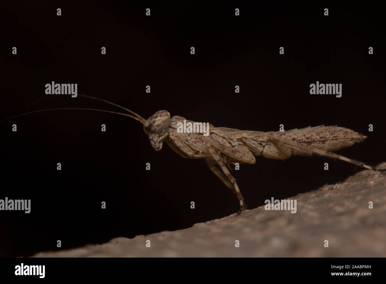 Baby Bark Mantis, species of praying mantis with camouflage resembling ...