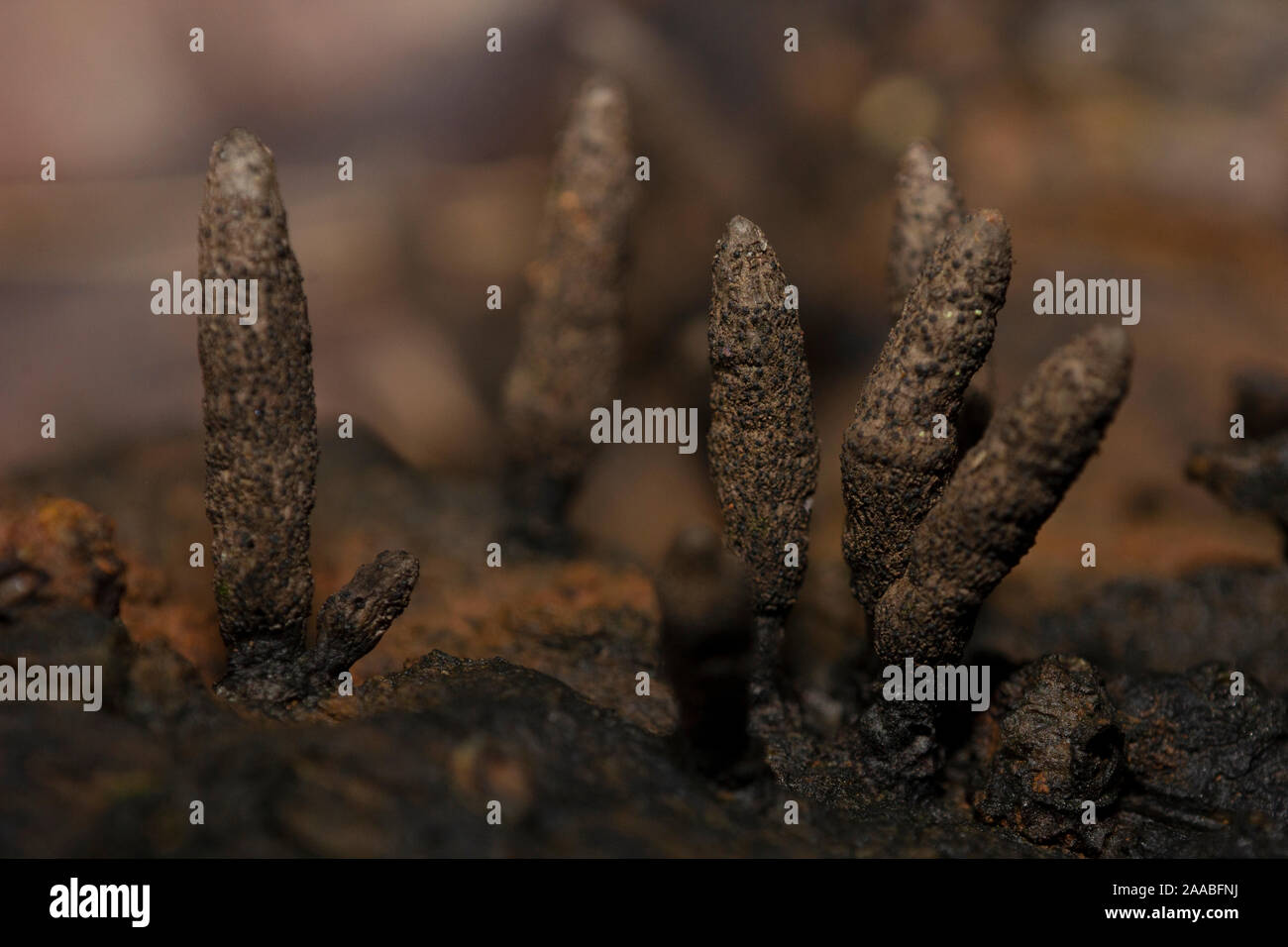 Xylaria polymorpha, close-up of Dead man's fingers fungus, India Stock ...